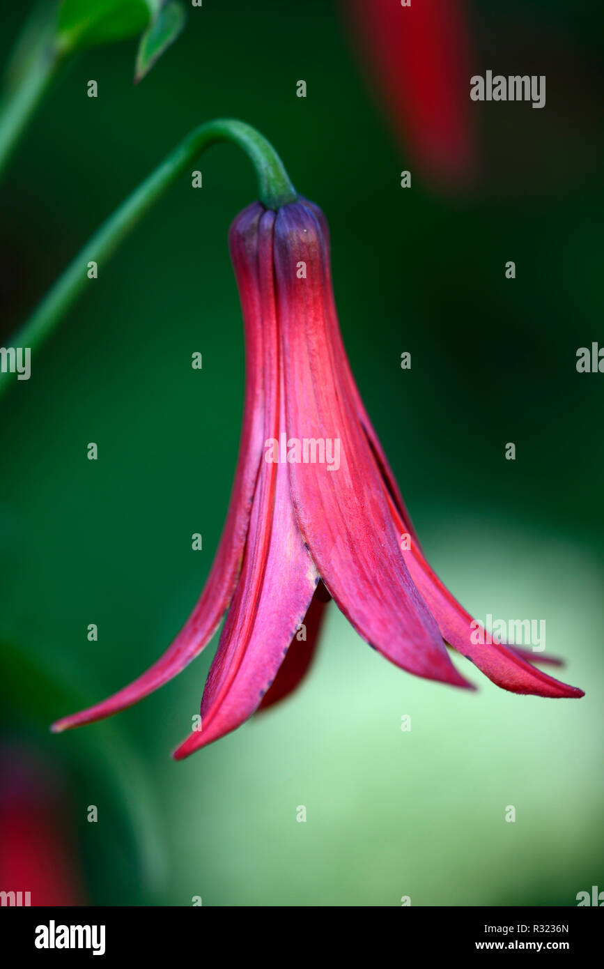 Lilium canadense var coccineum,Canadian lily,lilies,red,flower,flowers ...