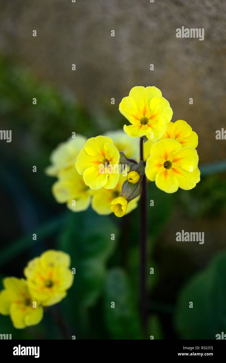 Primula june blake hi-res stock photography and images - Alamy