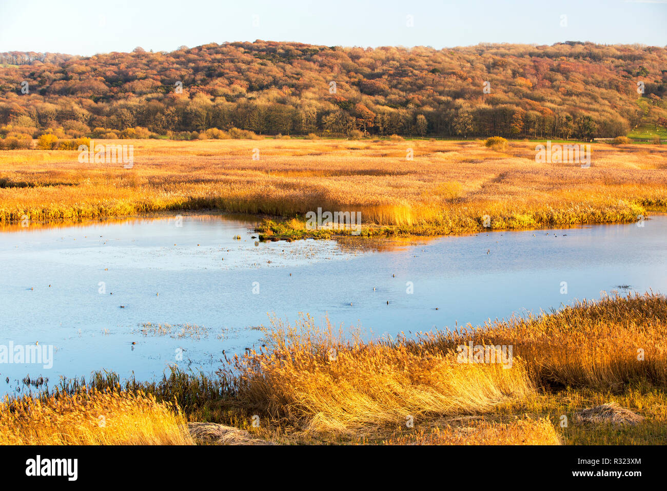 Rspb leighton moss autumn hi-res stock photography and images - Alamy