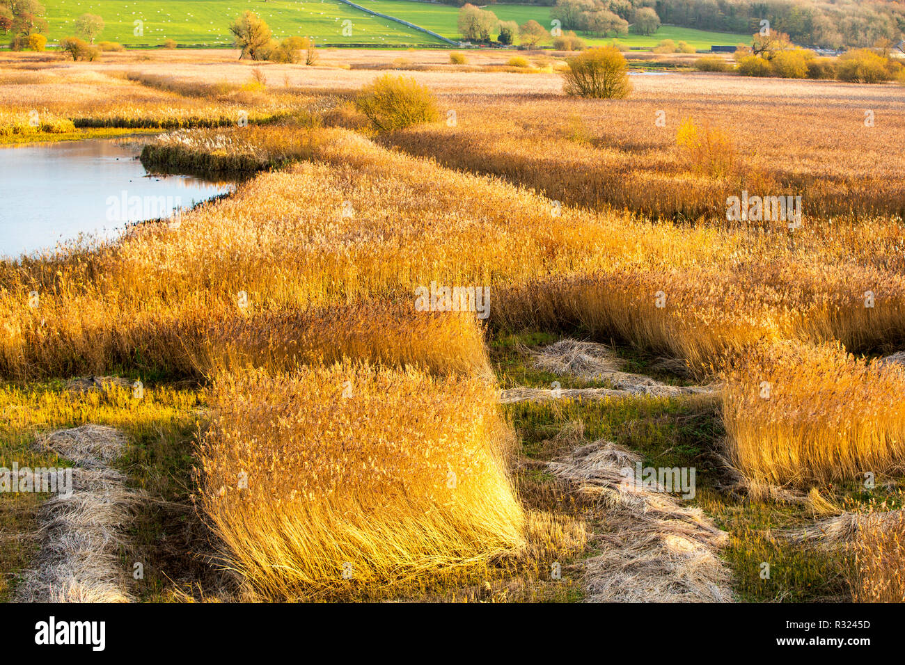 Leighton Moss RSPB reserve in Lancashire, UK Stock Photo - Alamy