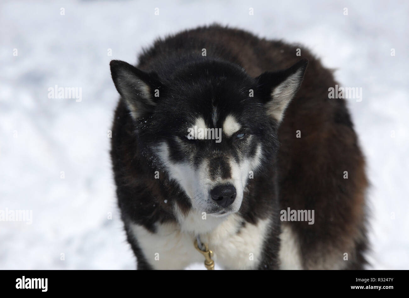 Poorly animals hi-res stock photography and images - Alamy