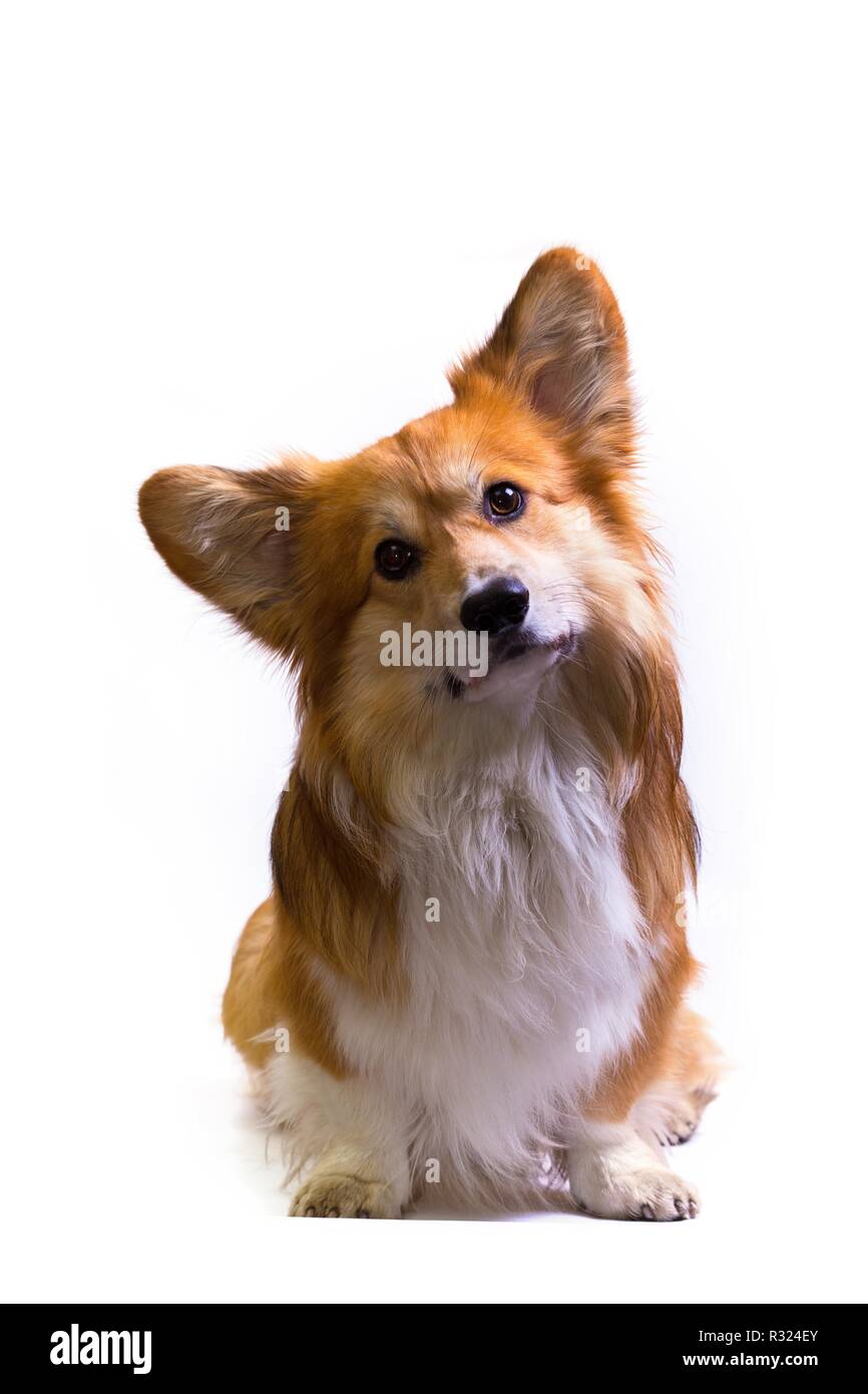 beautiful corgi fluffy close up portrait on a white background Stock ...