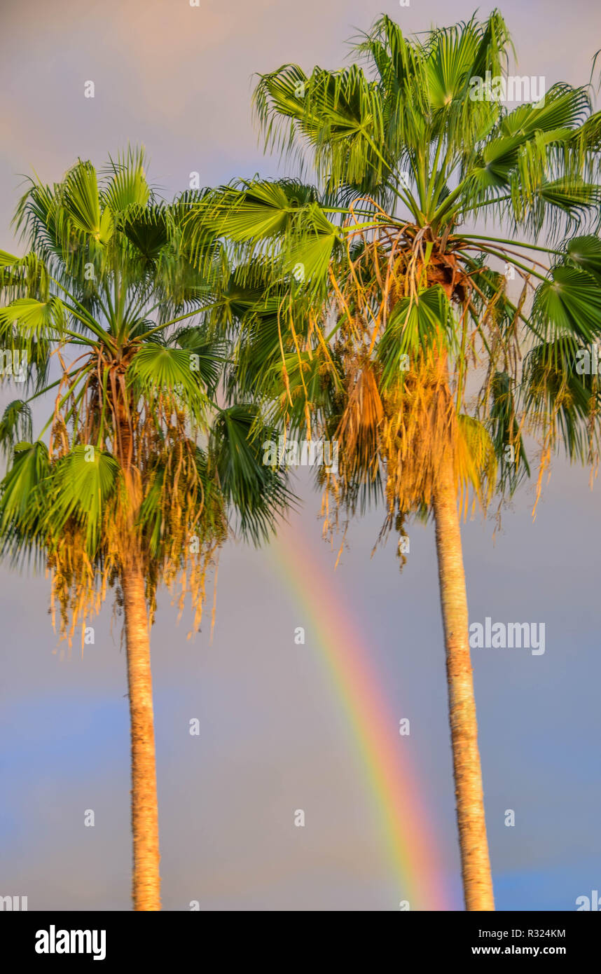 Rainbow between two palm trees Stock Photo - Alamy