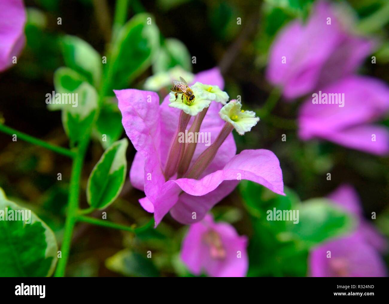 Flower patel hi-res stock photography and images - Alamy