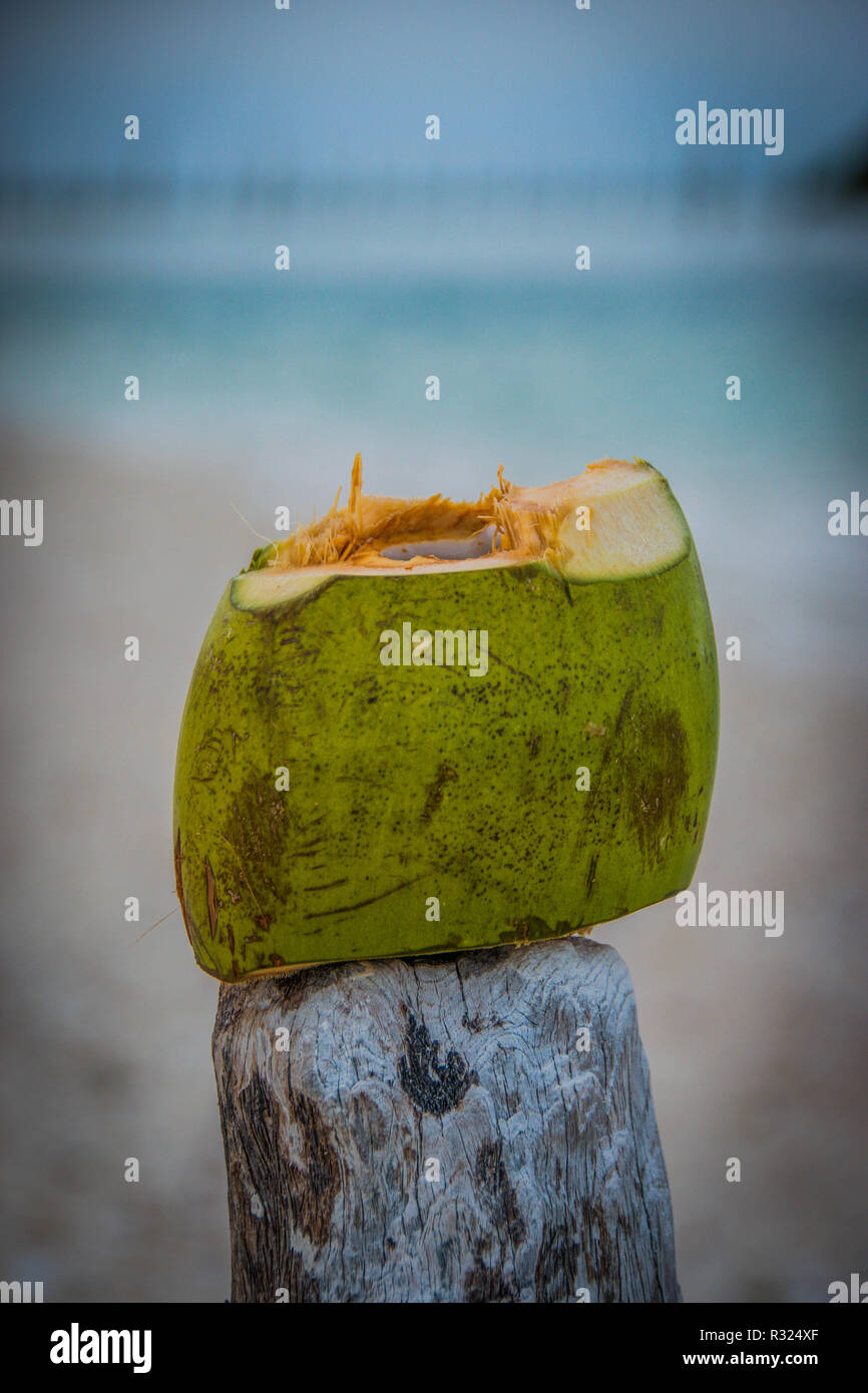 Coconut stump hi-res stock photography and images - Alamy