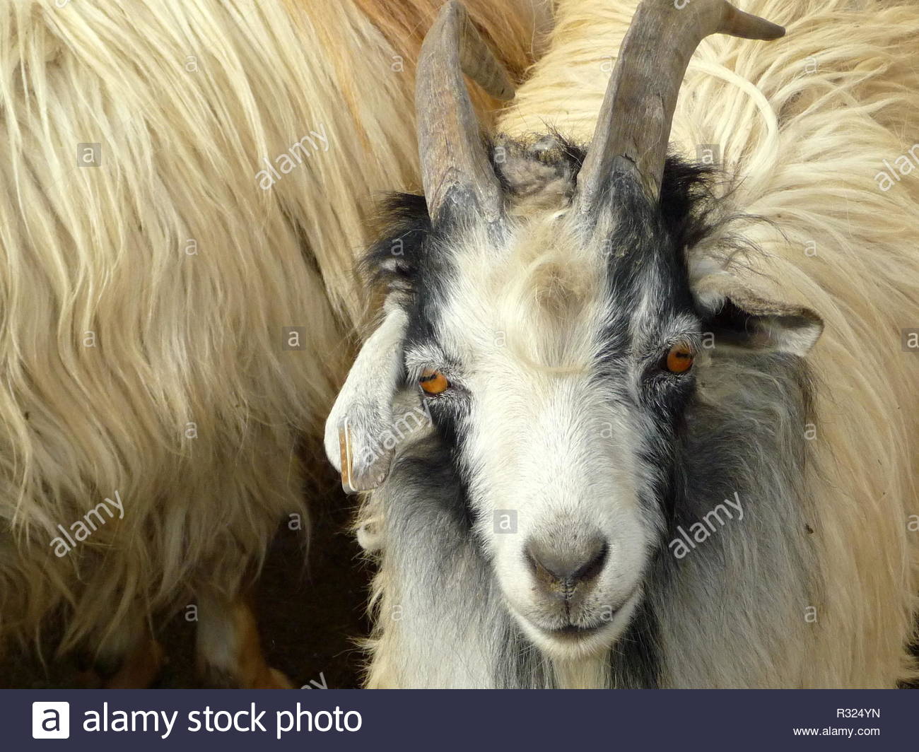 Ziege Stock Photos & Ziege Stock Images - Alamy