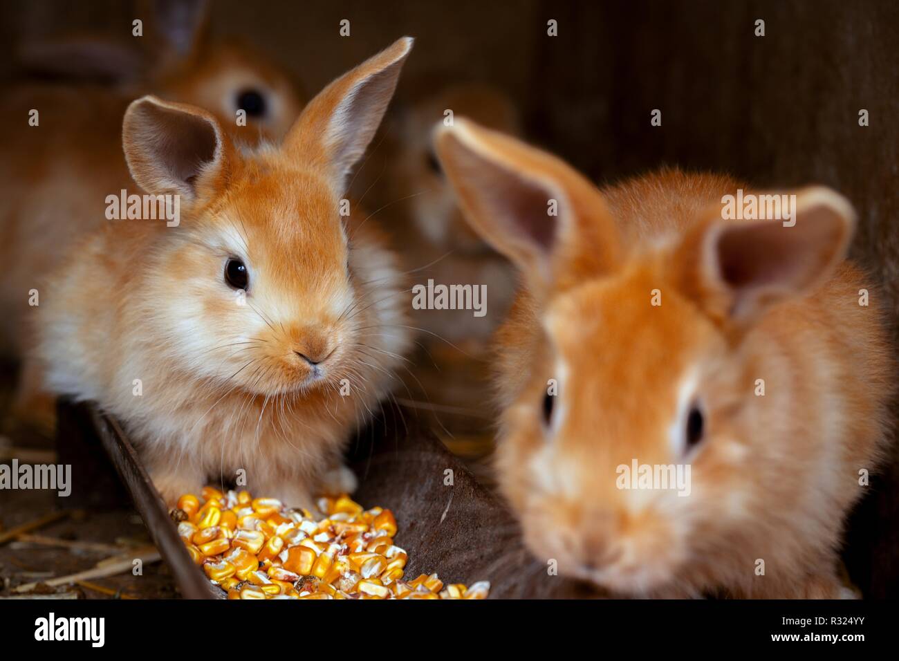 the small rabbits eat corn Stock Photo - Alamy