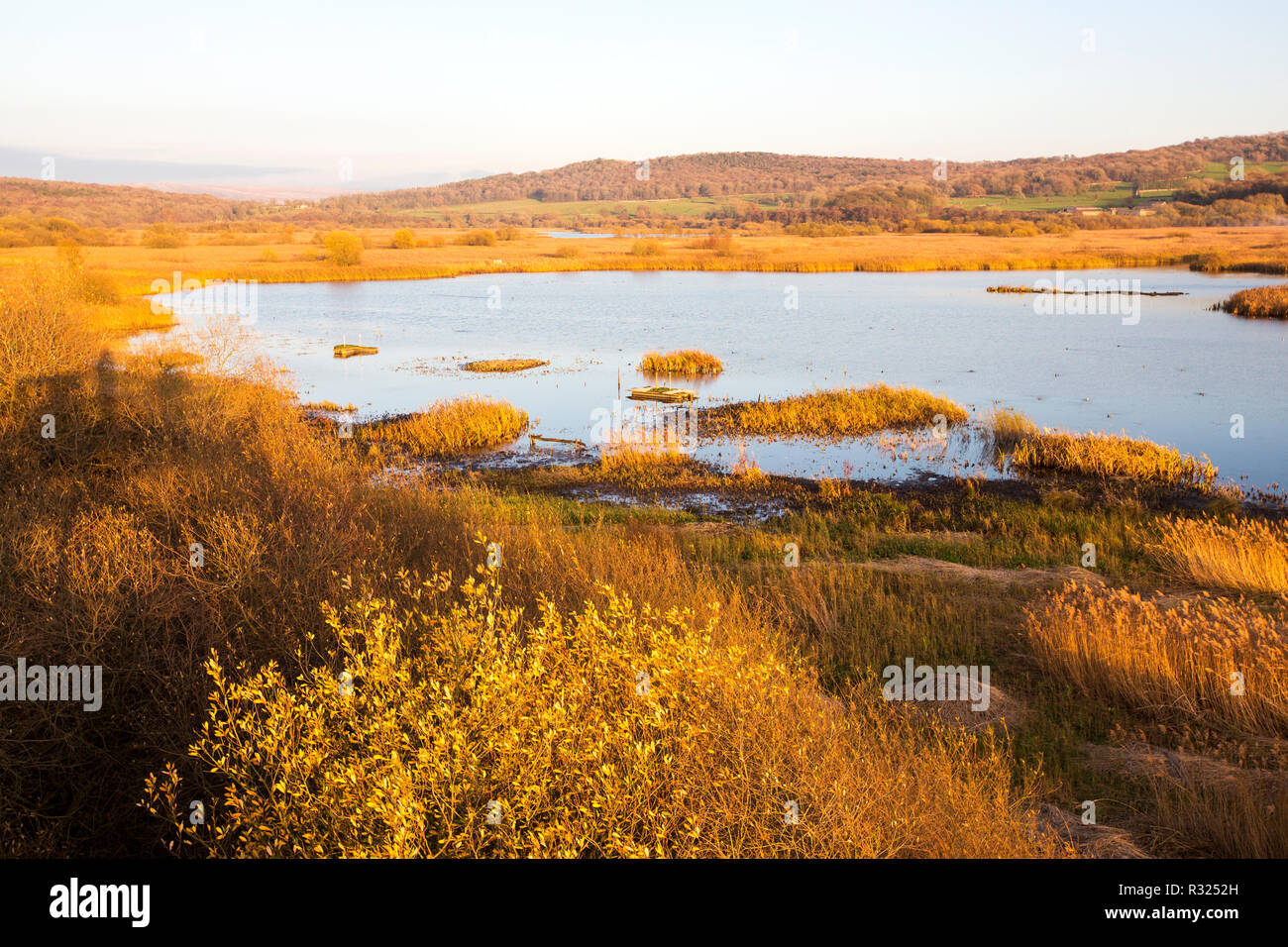 Leighton Moss RSPB reserve in Lancashire, UK Stock Photo - Alamy