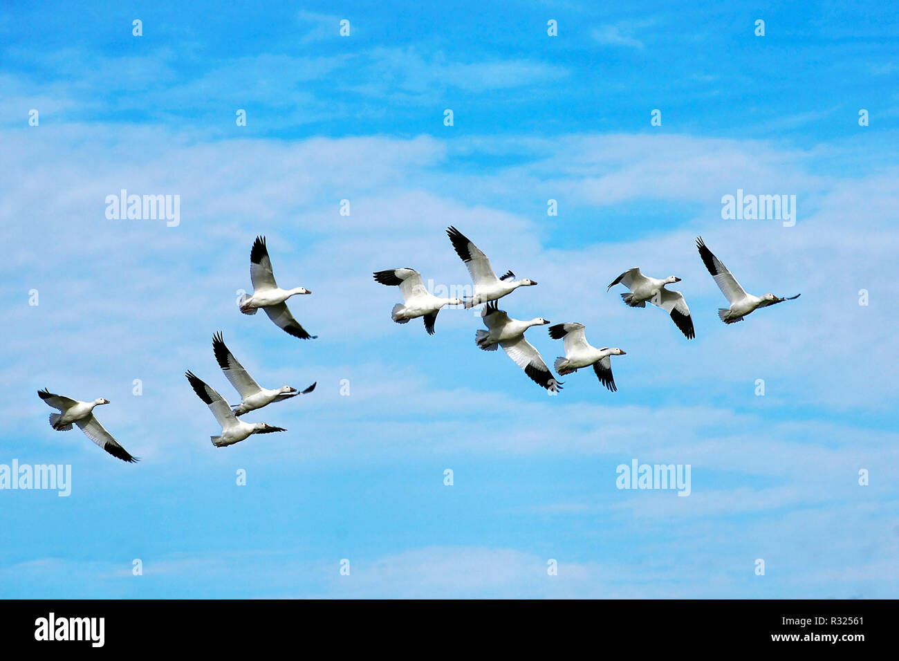 Coke flying hi-res stock photography and images - Alamy