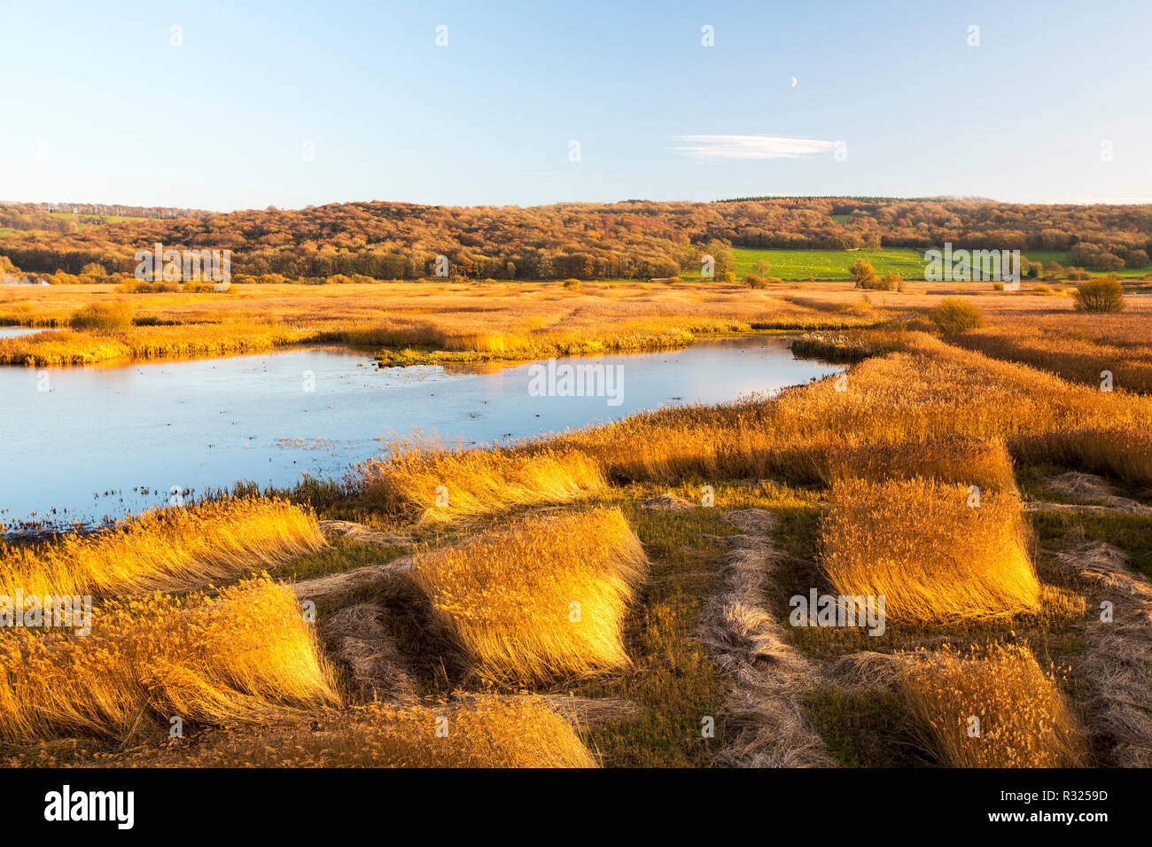 Leighton Moss RSPB reserve in Lancashire, UK Stock Photo - Alamy