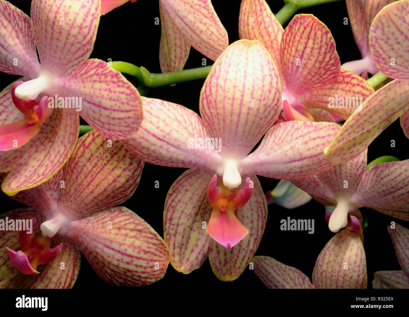 colorful orchid flowers Stock Photo - Alamy