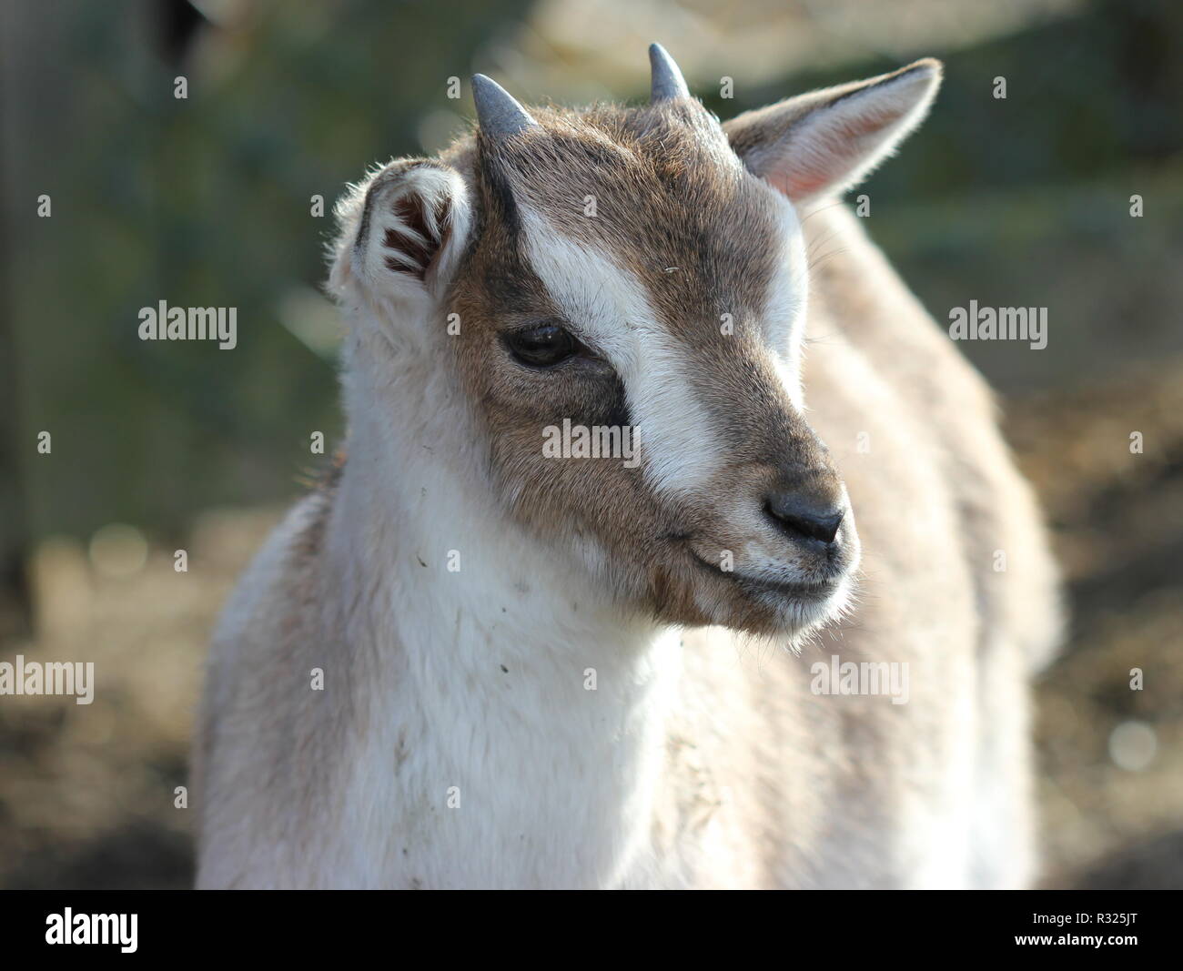 Dwarf goats hi-res stock photography and images - Alamy