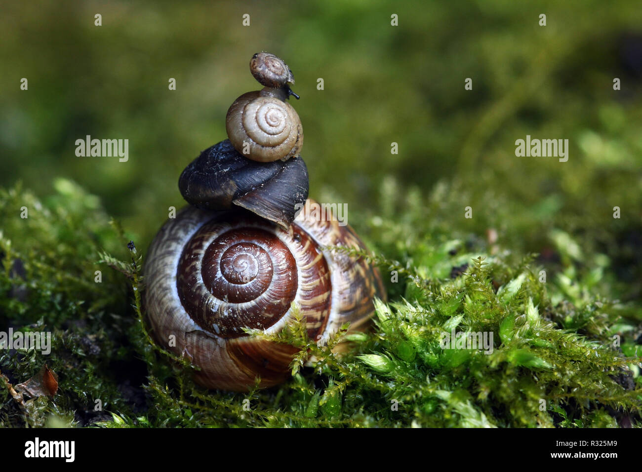 Tower shell snail shell hi-res stock photography and images - Alamy