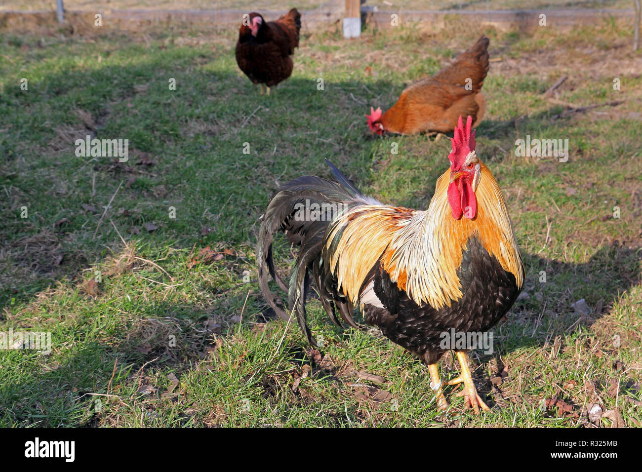 a goose with its hens in free range Stock Photo - Alamy
