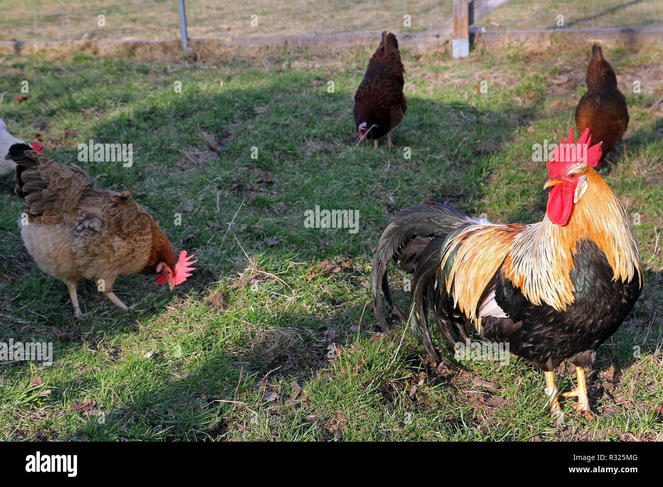 a goose with its hens in free range Stock Photo - Alamy