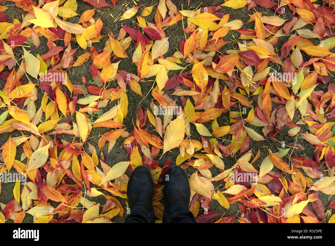 Feet stepping on dry autumn leaves with red and yellow colors Stock ...