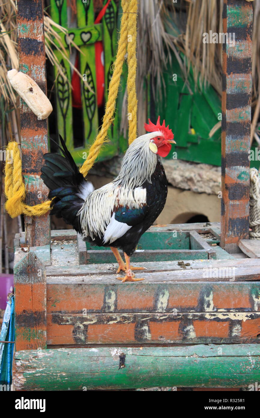 Portrait of a Red Combed Rooster Stock Photo - Alamy