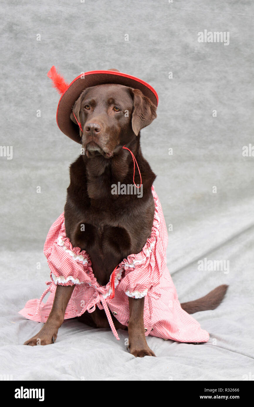 labrador with hat Stock Photo - Alamy