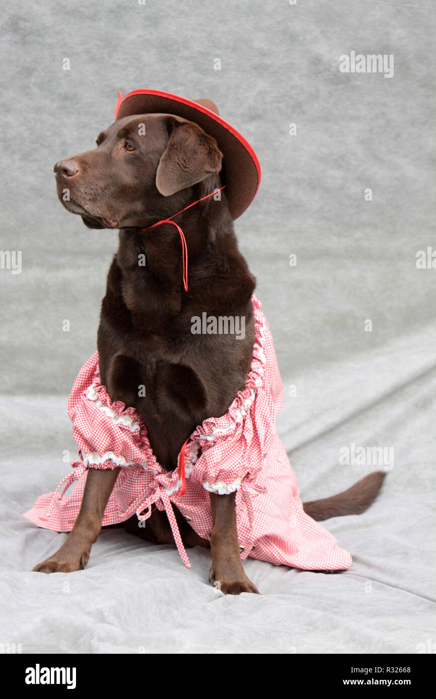labrador with hat Stock Photo - Alamy