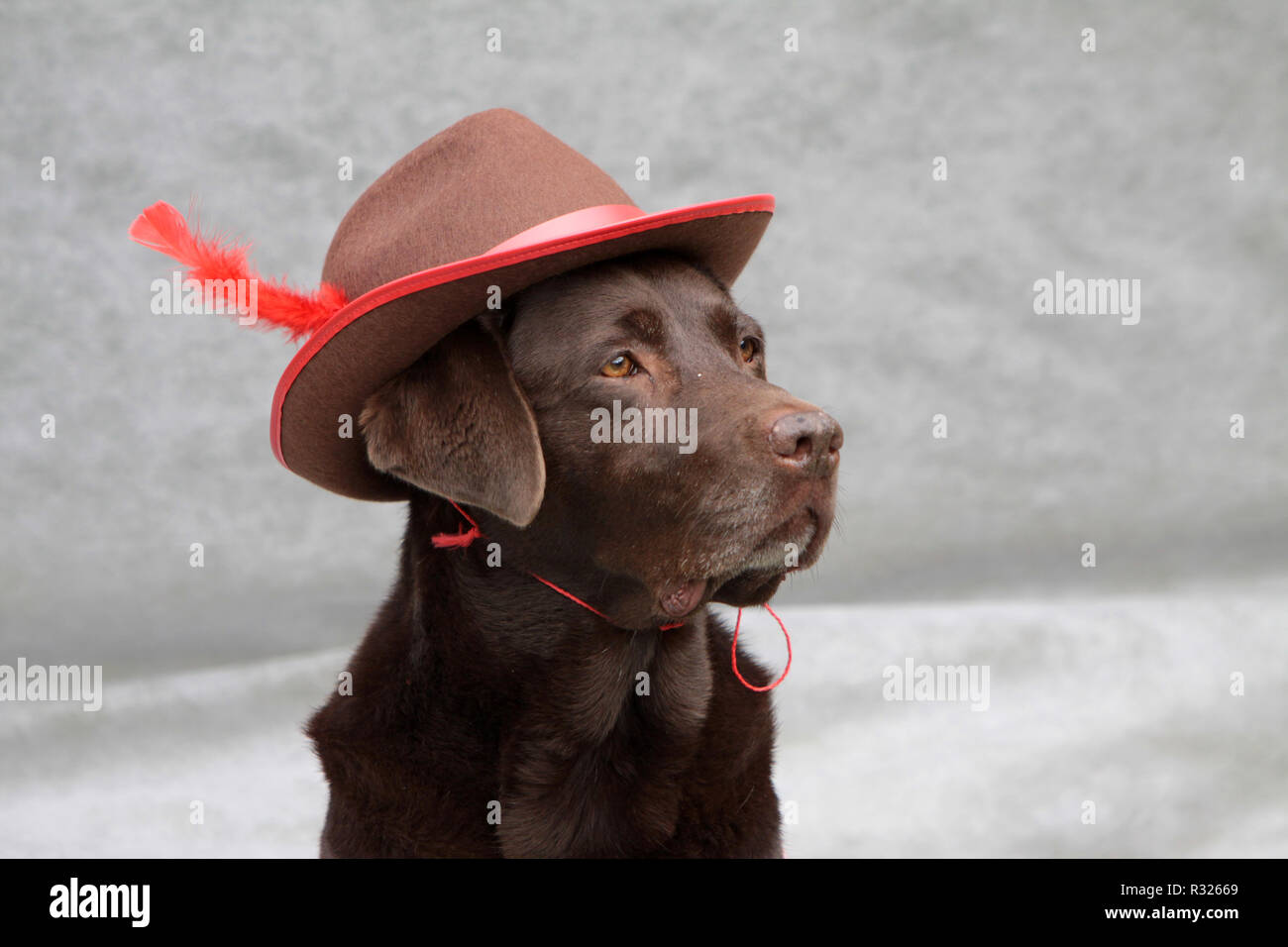 labrador with hat Stock Photo - Alamy