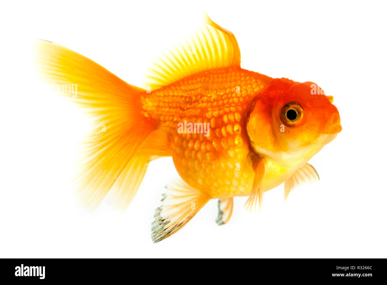 Fish and fins and close up hi-res stock photography and images - Alamy