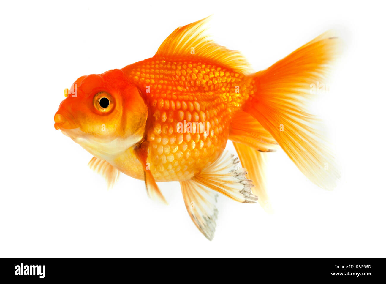 Schleiergoldfisch hi-res stock photography and images - Alamy
