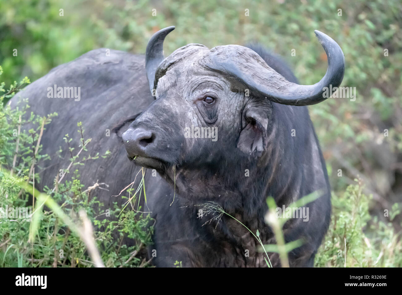 African cape buffalo (Syncerus caffer caffer) in Kenya, East Africa ...