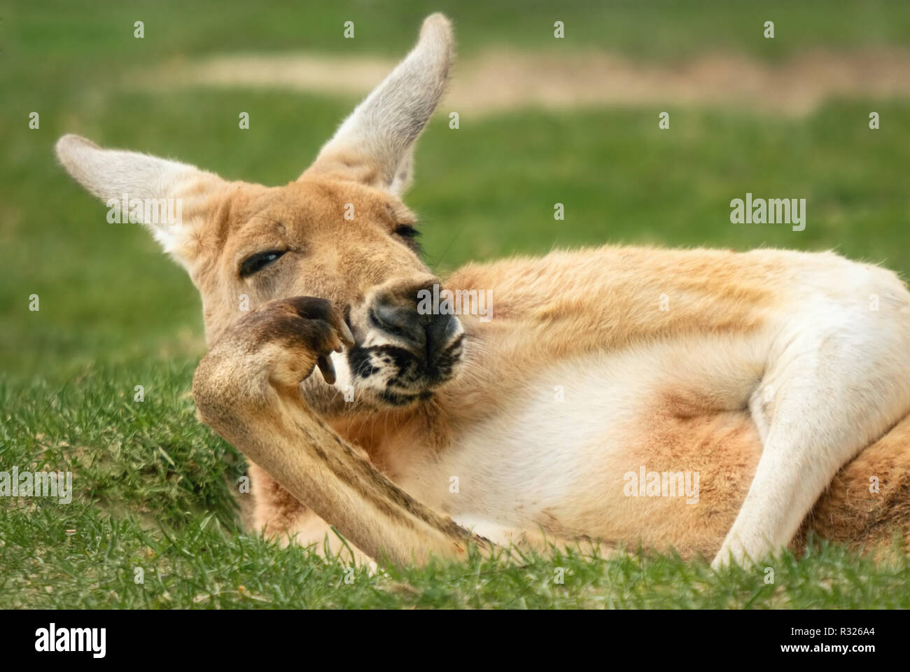 kangaroo in a human-like pose Stock Photo - Alamy