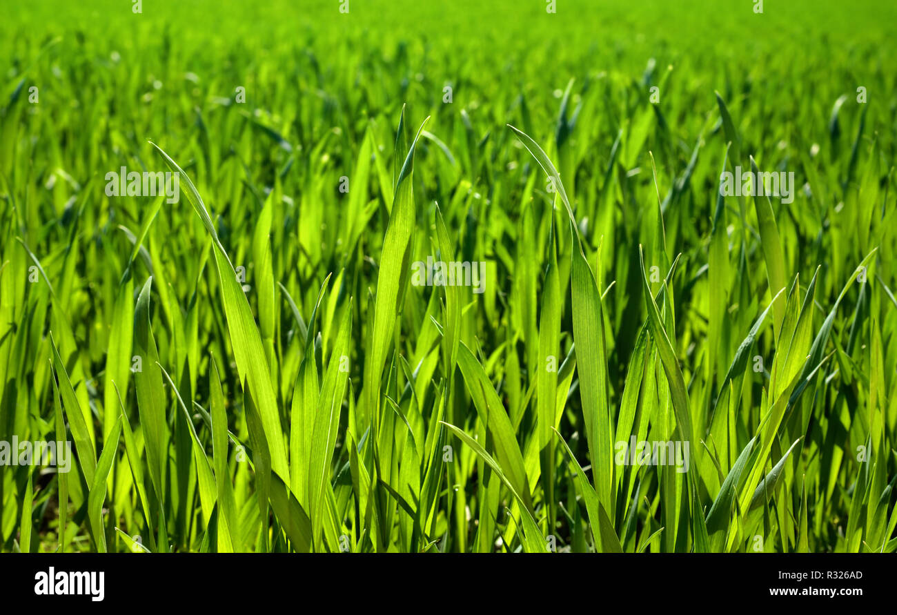 Close up view dense grass hi-res stock photography and images - Alamy