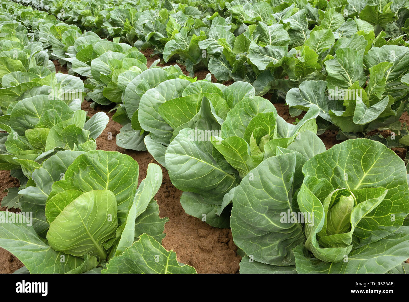 Rows of white cabbage hi-res stock photography and images - Alamy