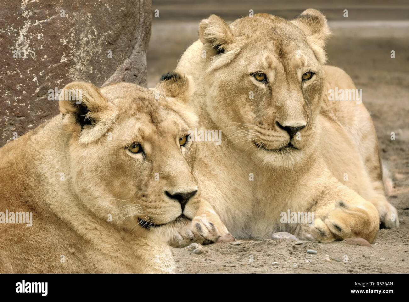 two lions,both sharp Stock Photo - Alamy