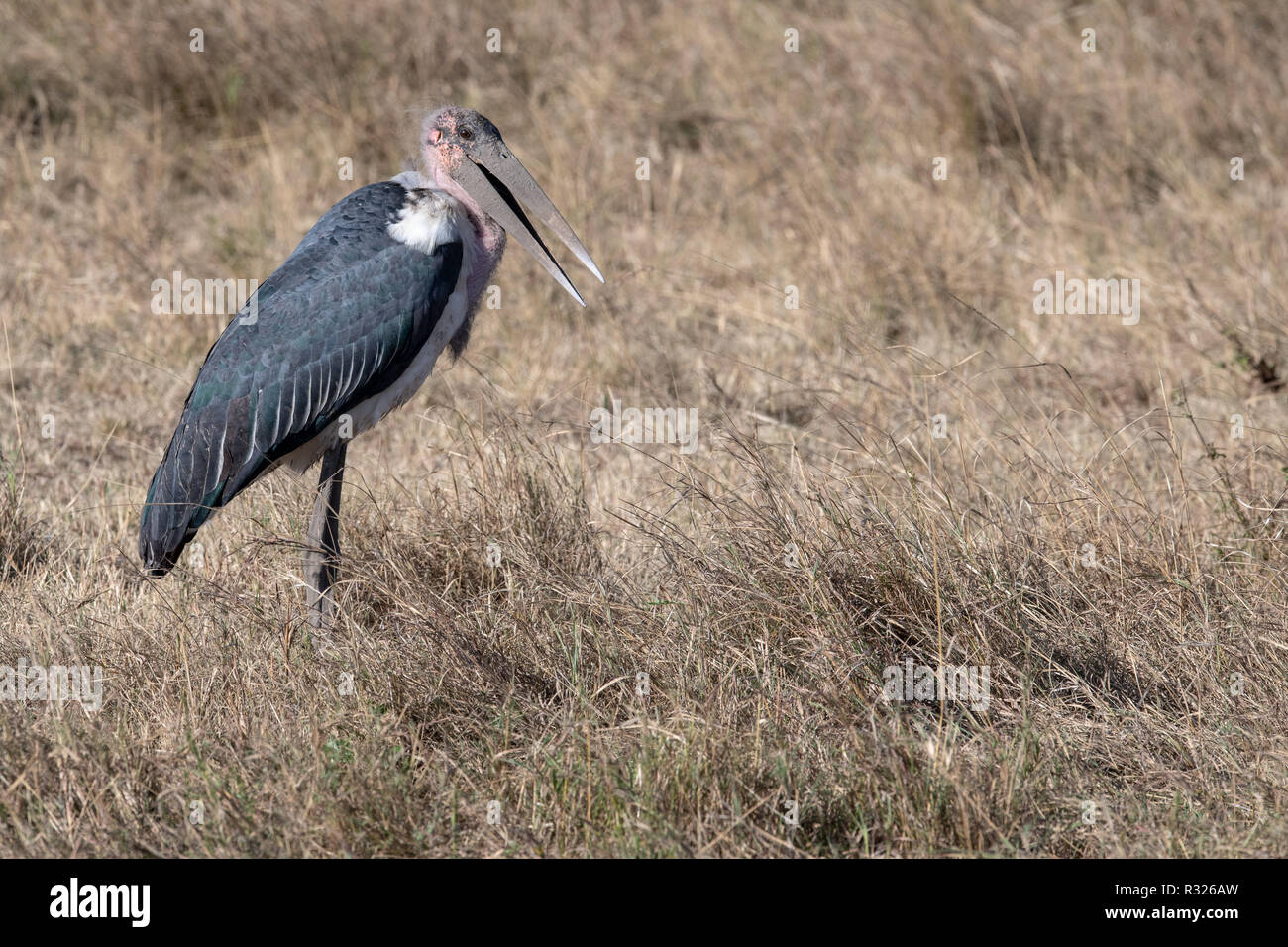 Marabou stork (Leptoptilos crumeniferus) in Kenya, Africa Stock Photo ...
