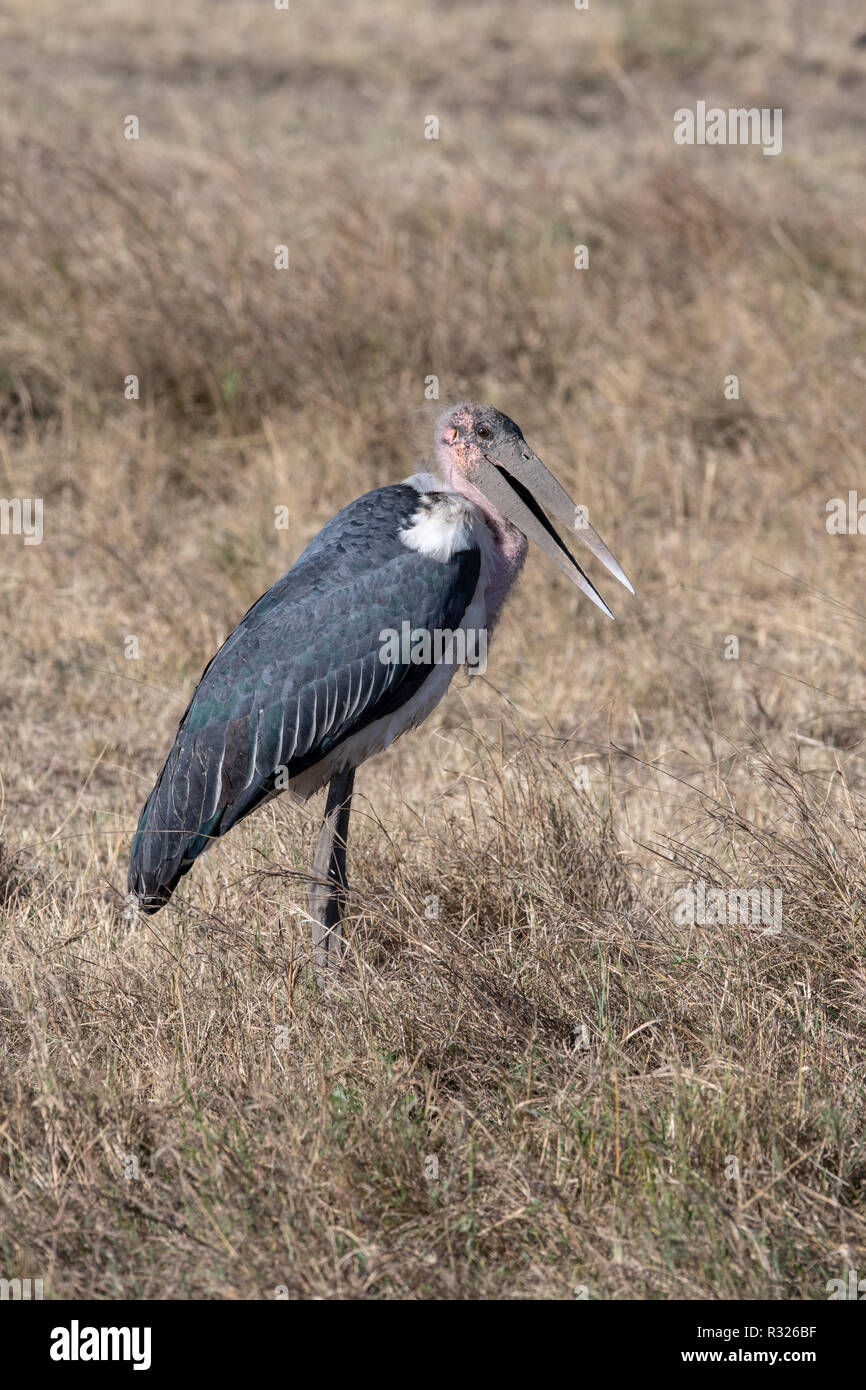 Marabou stork (Leptoptilos crumeniferus) in Kenya, Africa Stock Photo ...