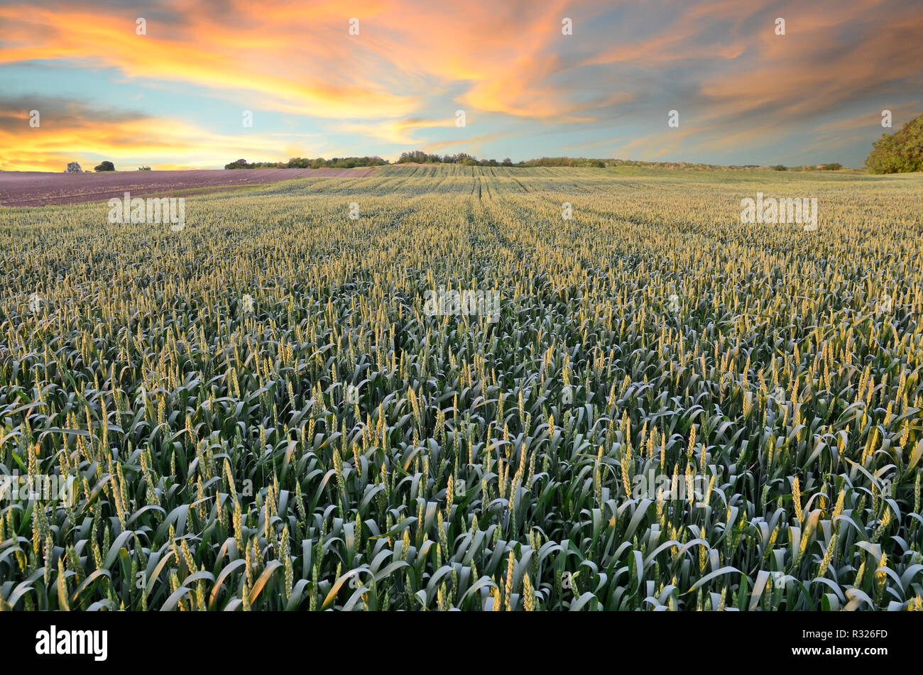 Wheat ears sunset sunbeam hi-res stock photography and images - Alamy