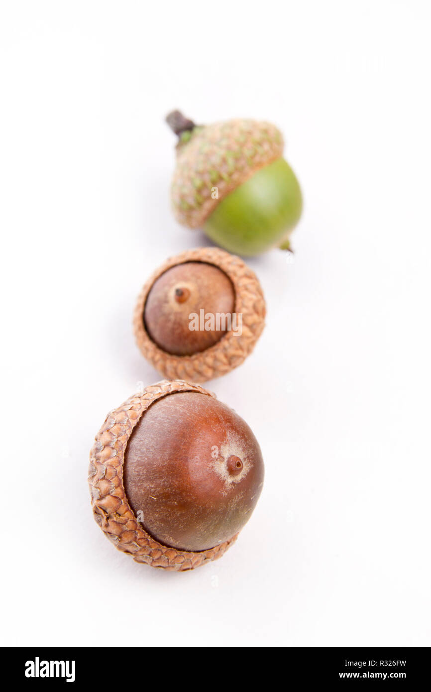 Oak acorns macro photography hi-res stock photography and images - Alamy