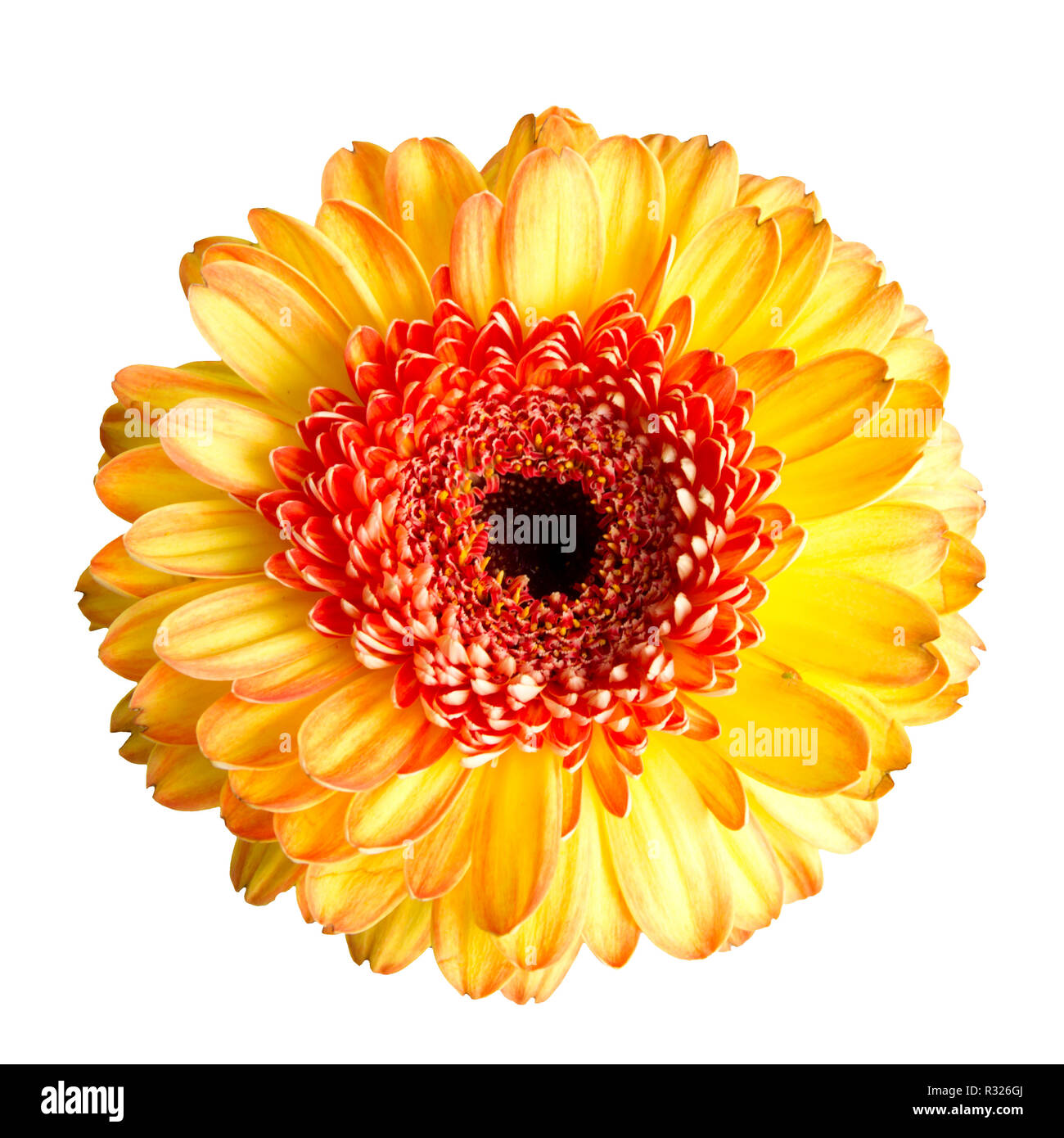 Gerbera flower detail Cut Out Stock Images & Pictures - Alamy