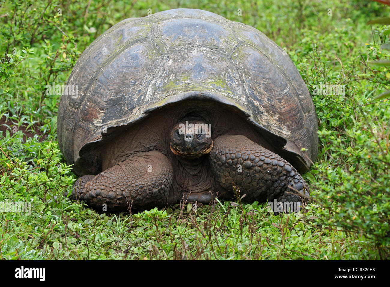 galapagos giant tortoise,santa cruz Stock Photo - Alamy