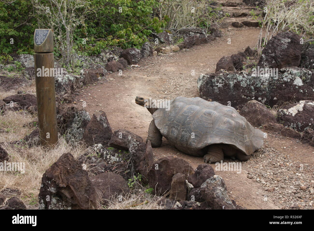 Cerro azul giant tortoise hi-res stock photography and images - Alamy