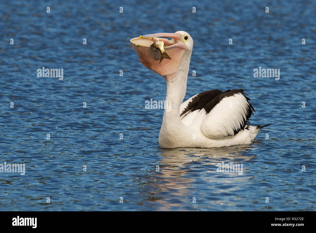 australian pelican on water with fish visible in mouthin mouth moore ...