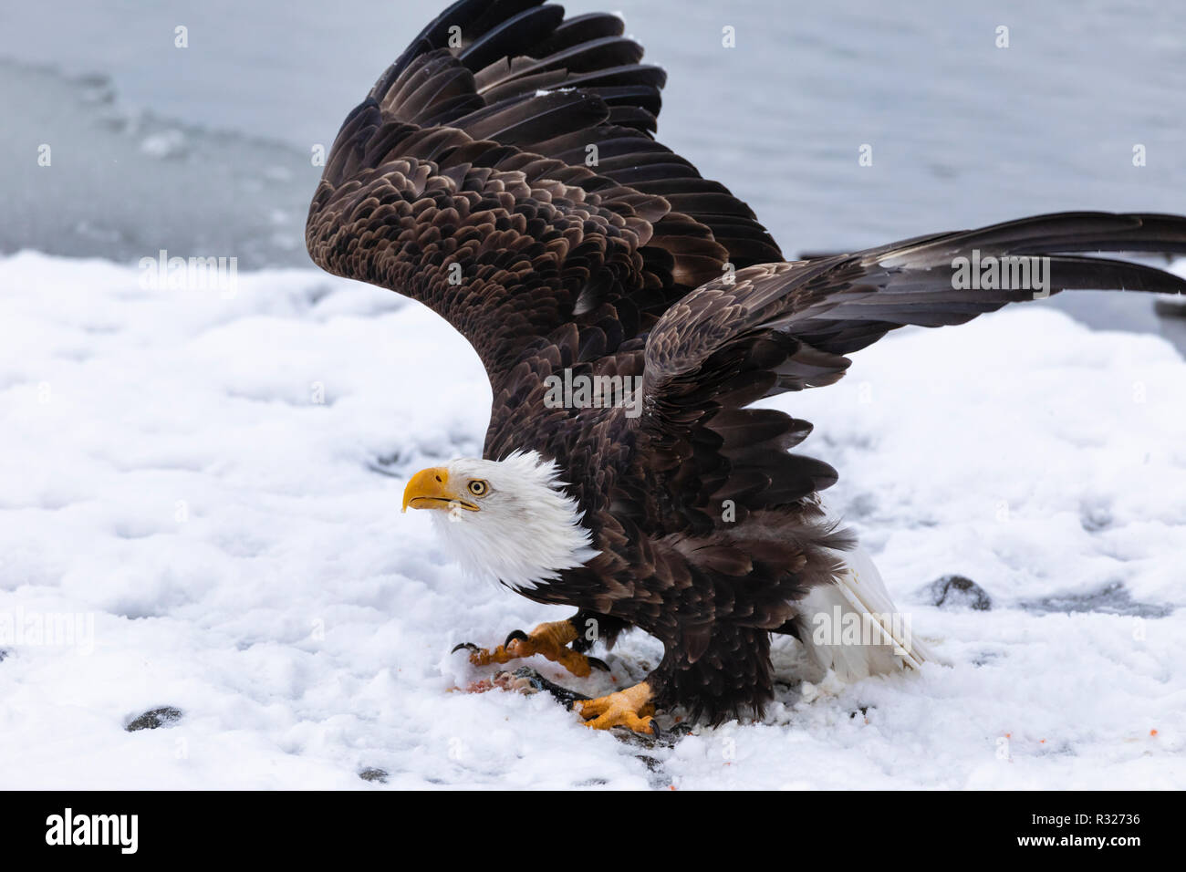 Defensive posture hi-res stock photography and images - Alamy