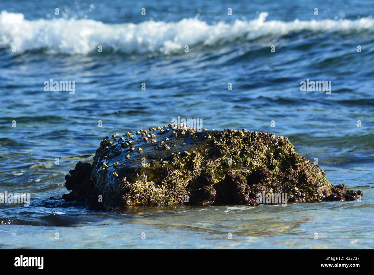 Rock in the ocean covered in sea snails and coral Stock Photo - Alamy