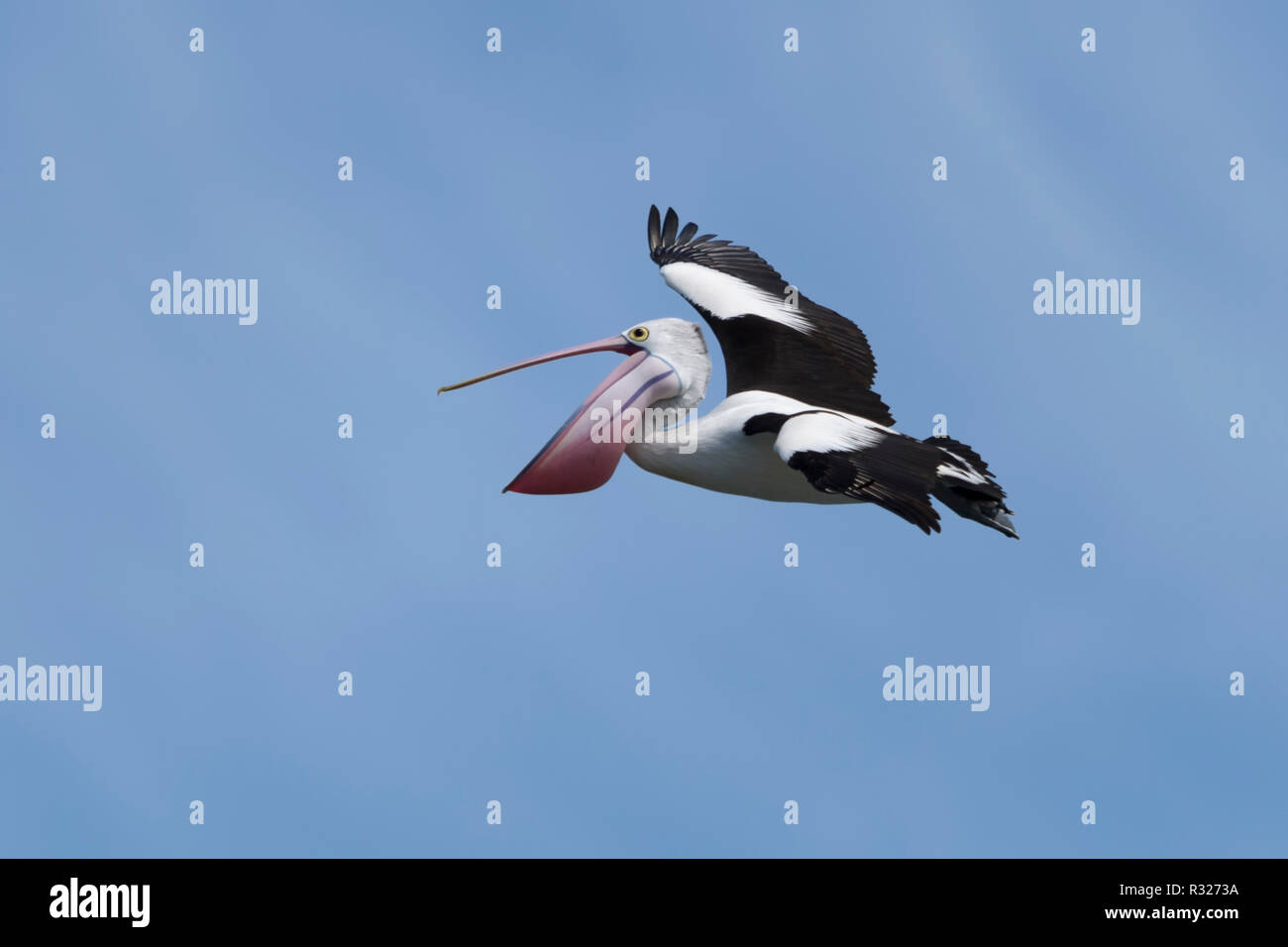 Pelican open mouth hi-res stock photography and images - Alamy