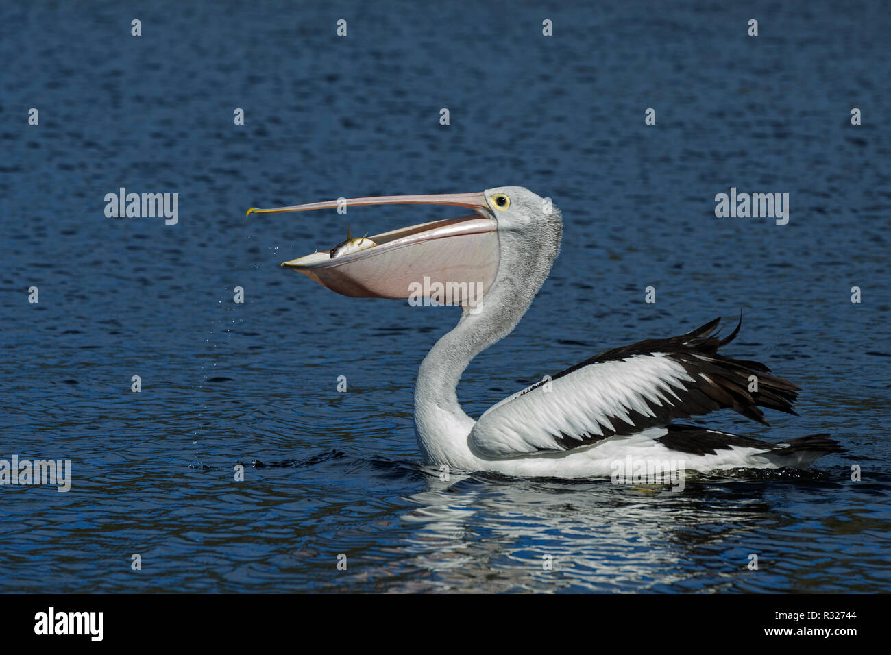 Pelican and fish hi-res stock photography and images - Alamy
