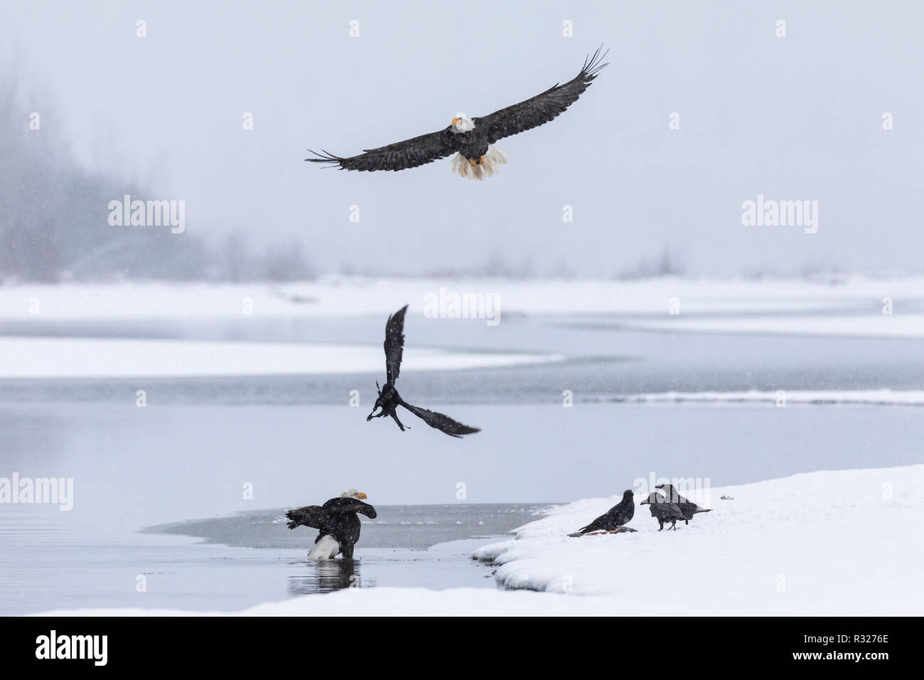 Raven and eagle hi-res stock photography and images - Alamy