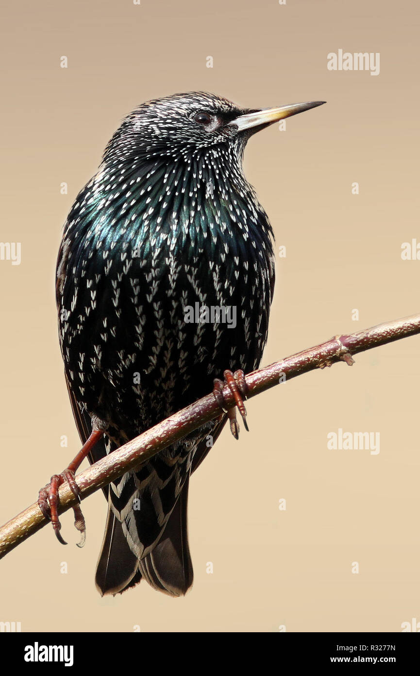sturnus vulgaris - the star Stock Photo - Alamy