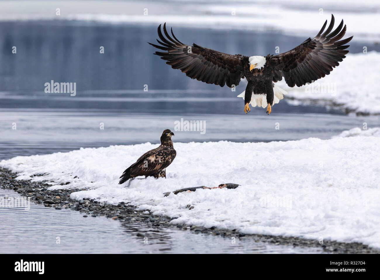 Bald Eagles competing for salmon along the Chilkat River in the Chilkat ...