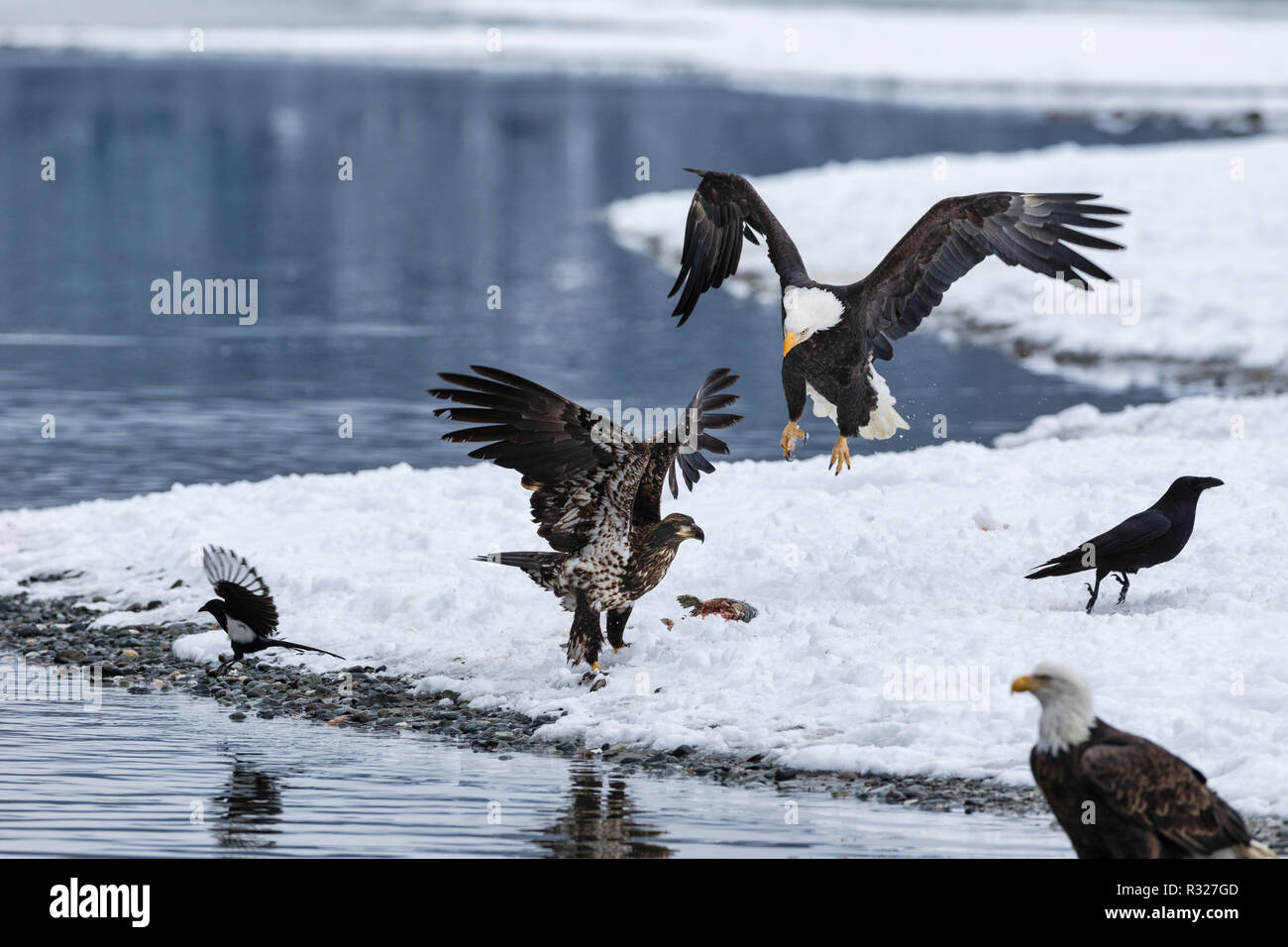 Bald Eagle protecting its salmon catch along the Chilkat River in the ...