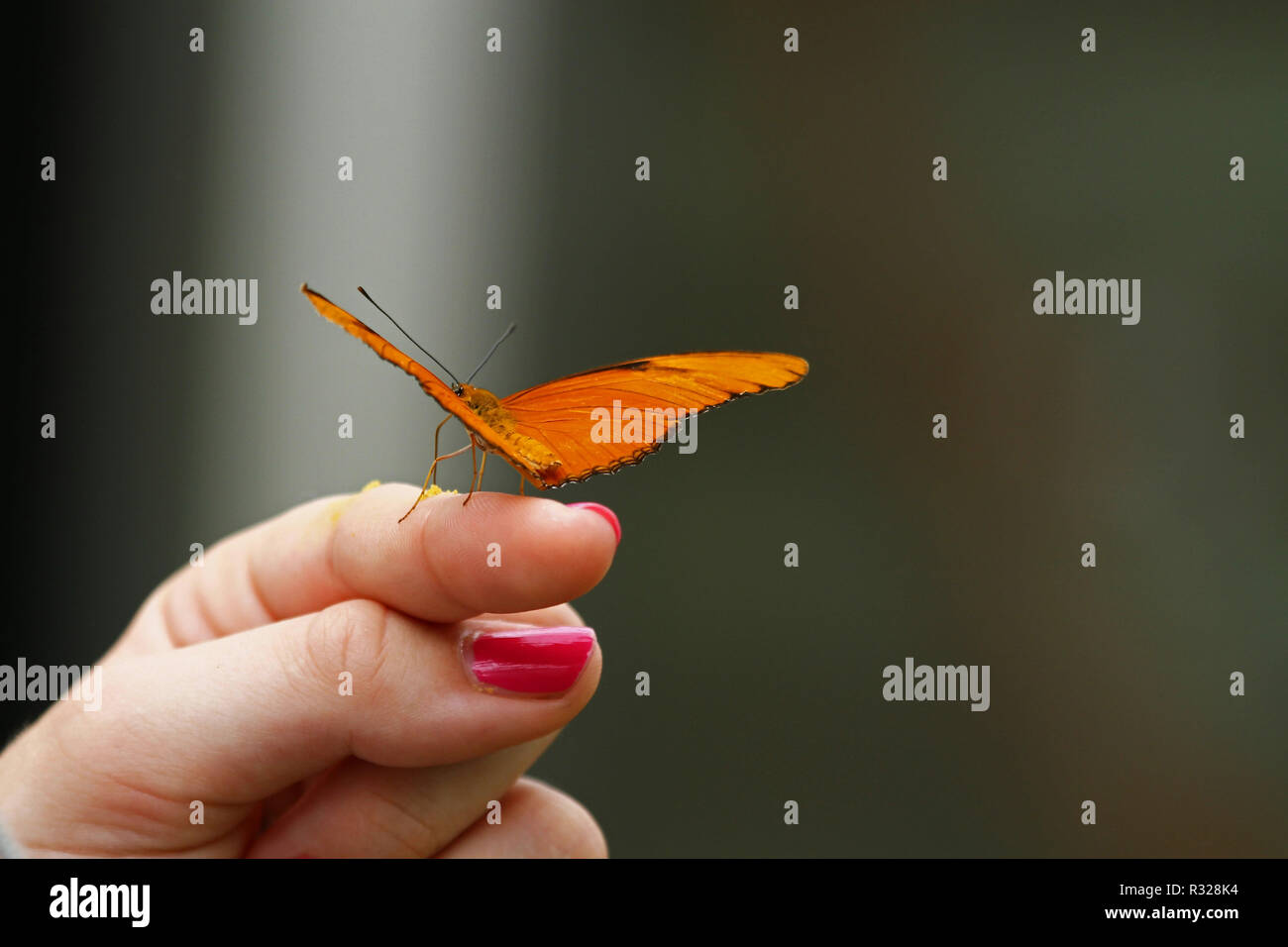 julia falter (hand tame Stock Photo - Alamy