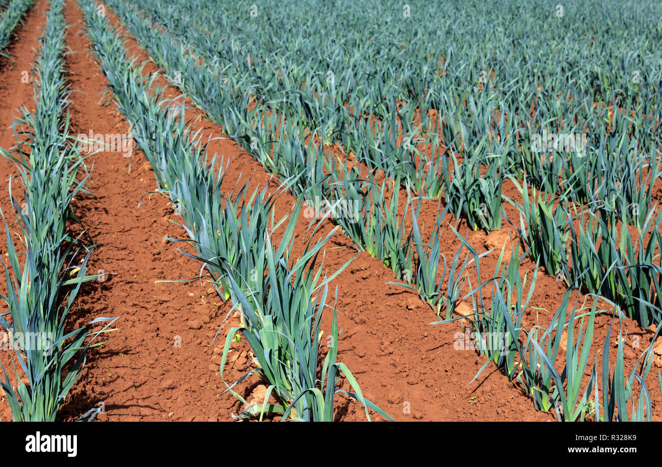 Leek field hi-res stock photography and images - Alamy