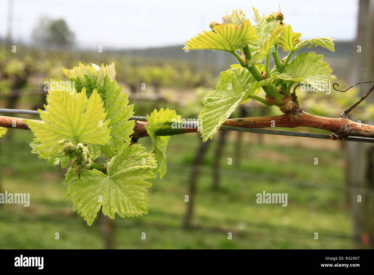 Spurred leaves hi-res stock photography and images - Alamy